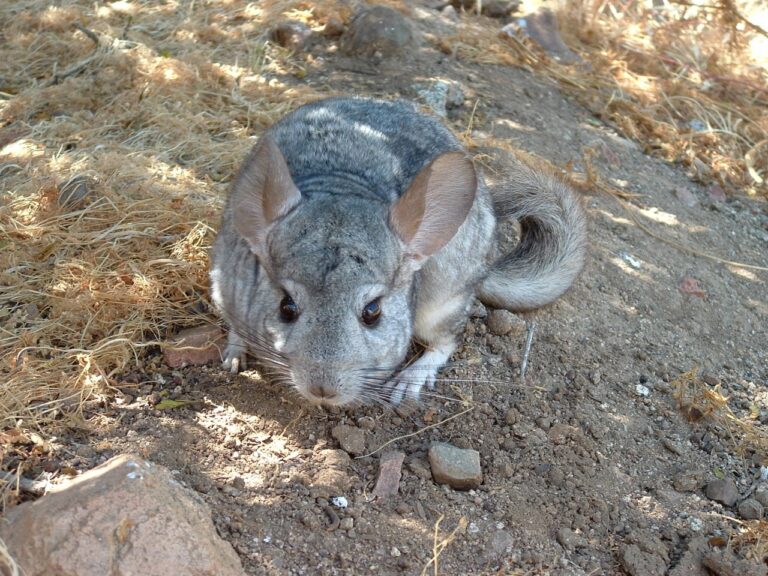 Chinchilla, Criadero El Oro