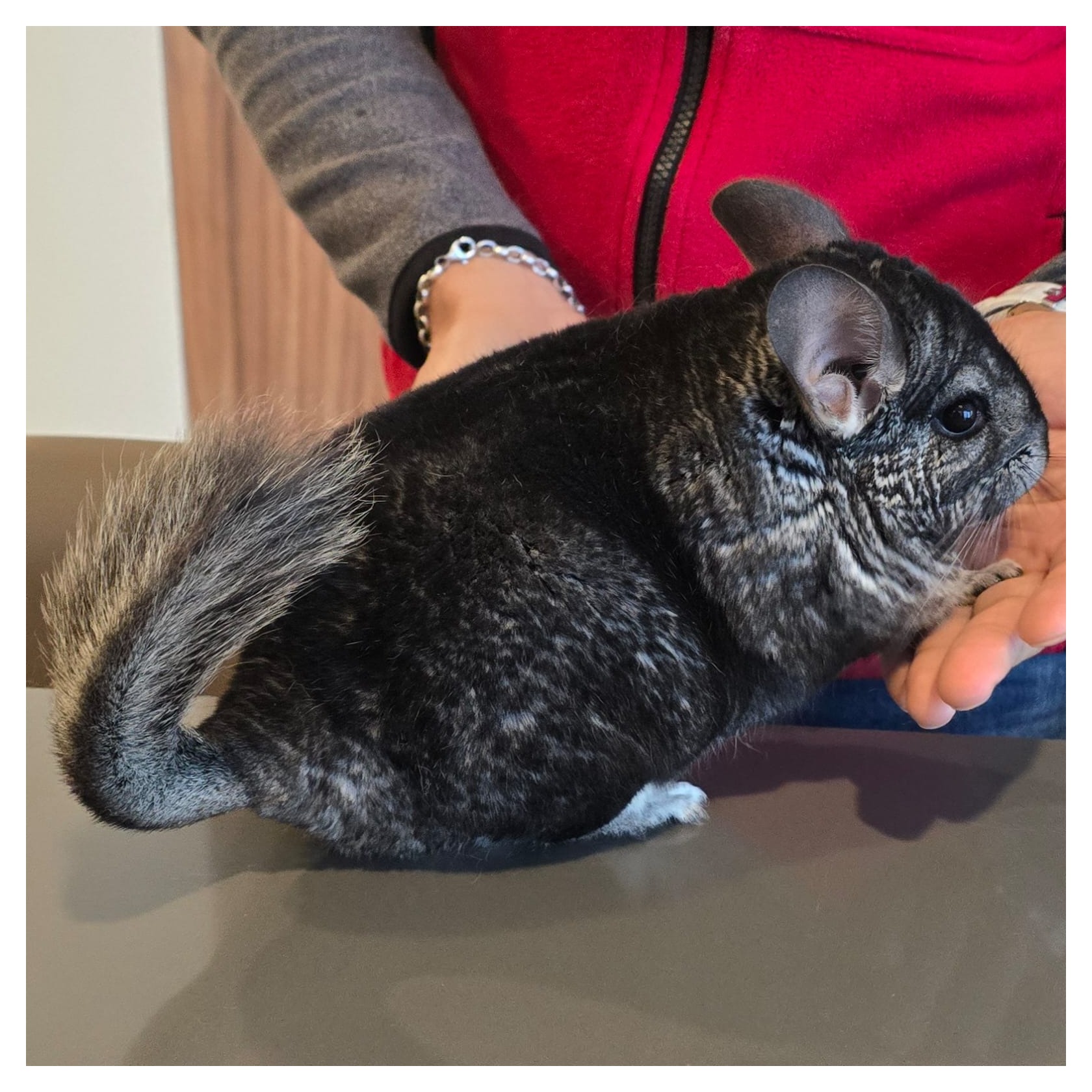 Las Chinchillas Son Buenas Con Los Perros
